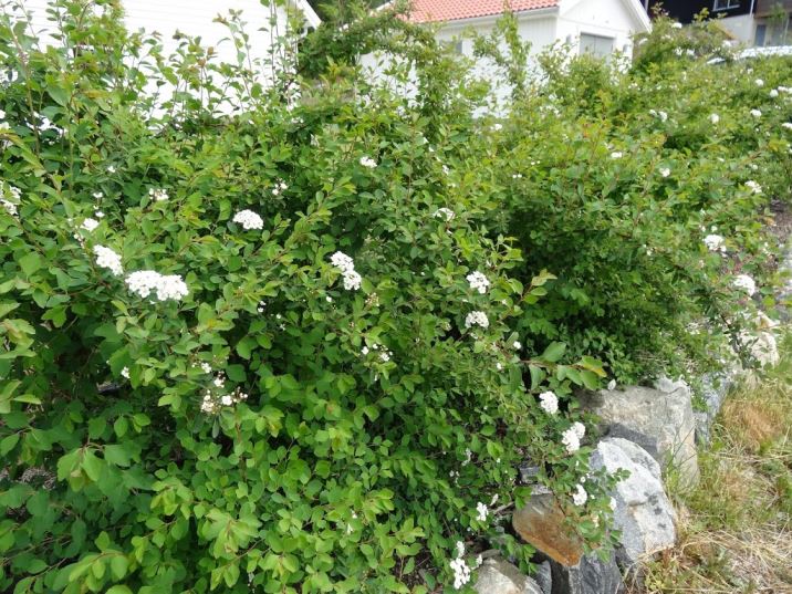 Plockmat - KarinAxelsson.se Blogg